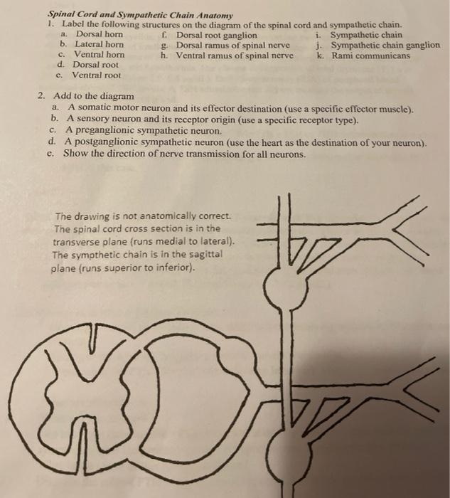 Solved Spinal Cord and Sympathetic Chain Anatomy 1. Label | Chegg.com
