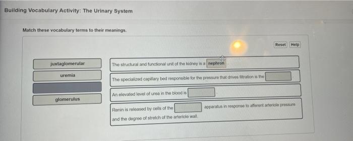 Solved Building Vocabulary Activity: The Urinary System | Chegg.com