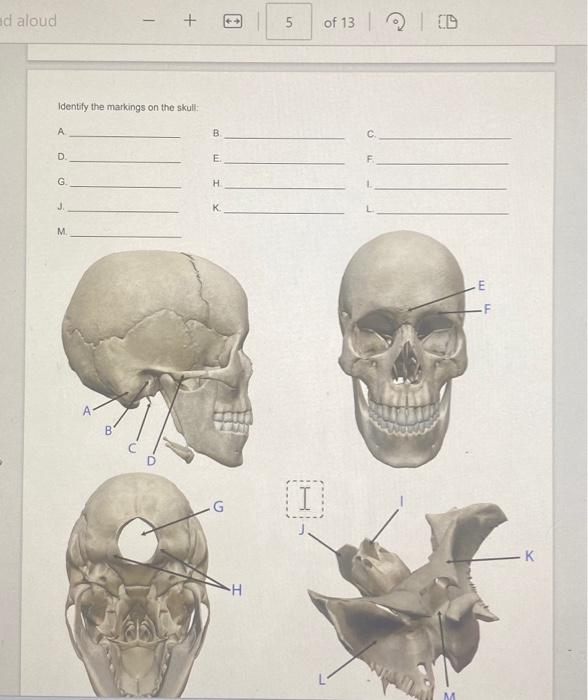 Solved Identify the markings on the skull: A B c. D. E. F. | Chegg.com