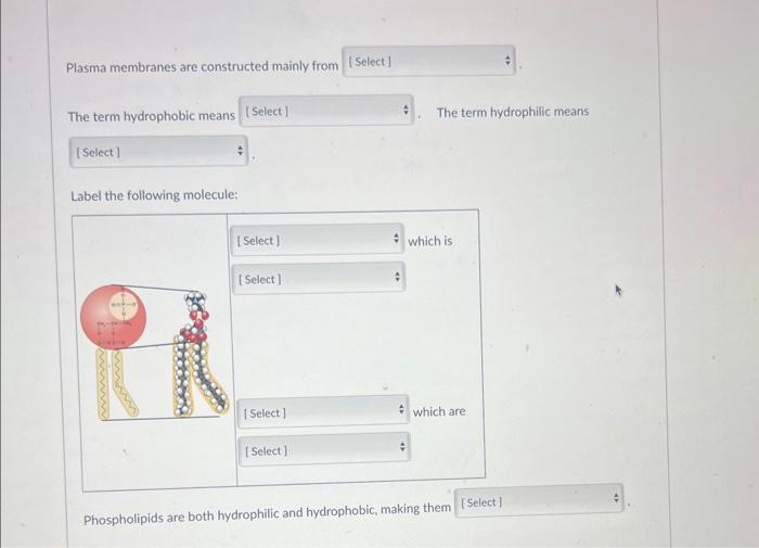 Solved Plasma membranes are constructed mainly from The term | Chegg.com