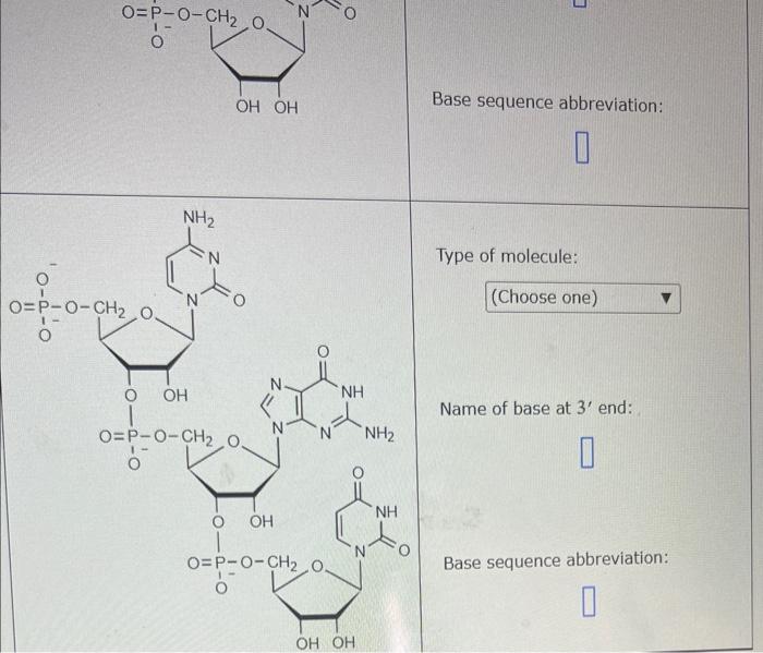 Solved Base sequence abbreviation: Type of molecule: Name of | Chegg.com