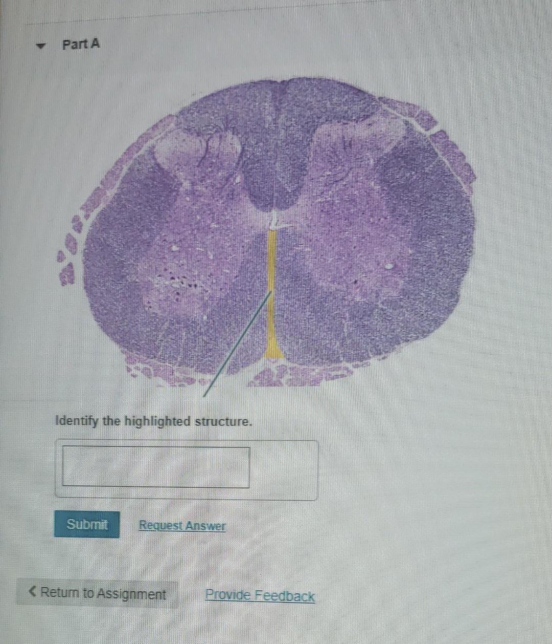 Solved Identify the highlighted structures. Identify the | Chegg.com