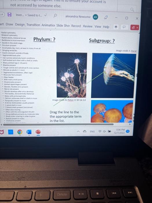 Solved Invertebrate Animals Diversity Lab * Objectives - | Chegg.com