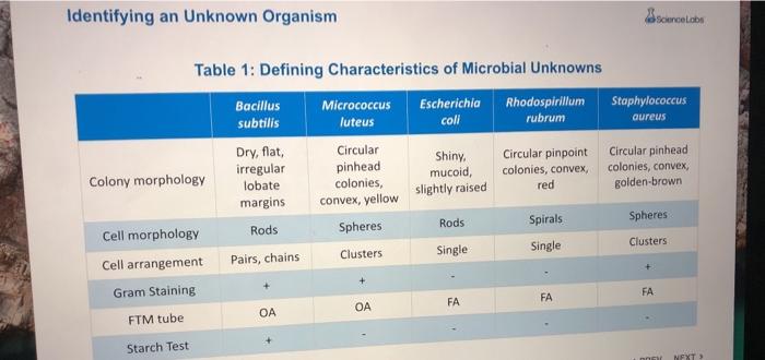 EXPERIMENT 1: IDENTIFYING AN UNKNOWN MICROORGANISM | Chegg.com