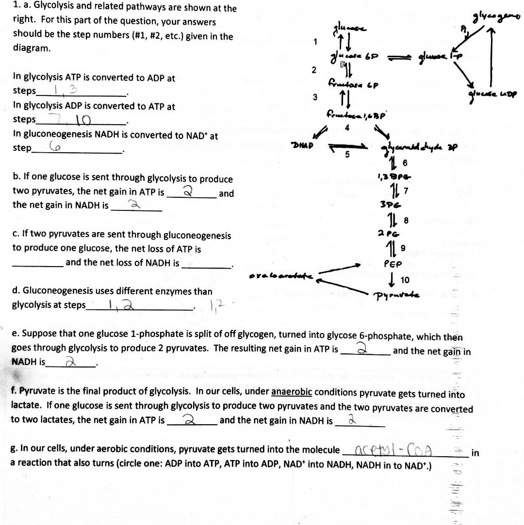 Solved 1. a. Glycolysis and related pathways are shown at | Chegg.com