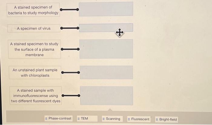 Solved A stained specimen of bacteria to study morphology A | Chegg.com