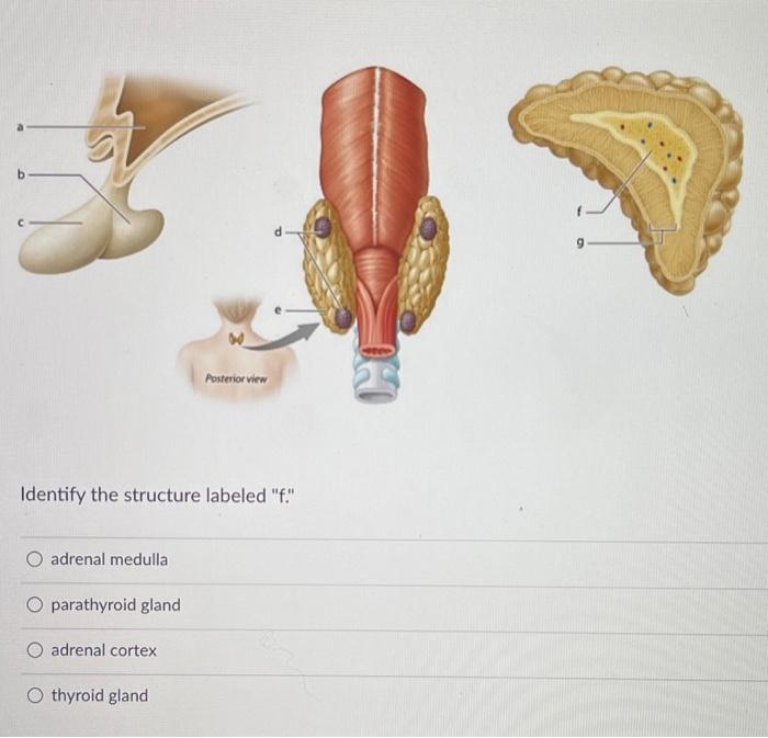 Solved g Posterior view Identify the structure labeled "f." | Chegg.com