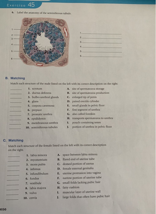 Solved Review & Practice Sheet Exercise 36 E. Application | Chegg.com