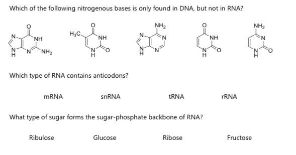 Solved Which of the following nitrogenous bases is only | Chegg.com