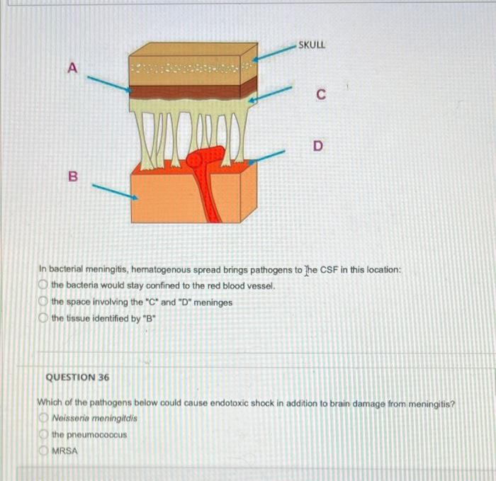 Solved In bacterial meningitis, hematogenous spread brings | Chegg.com