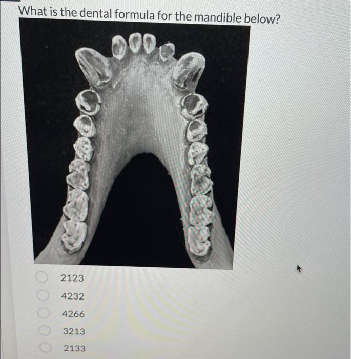 What is the dental formula for the mandible below? | Chegg.com