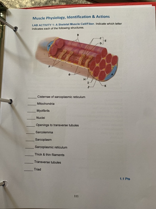Solved Muscle Physiology, Identification & Actions LAB | Chegg.com