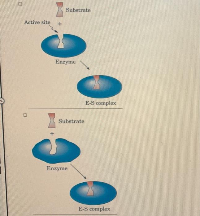 Solved Dan koshland suggested the induced-fit mechanism for | Chegg.com