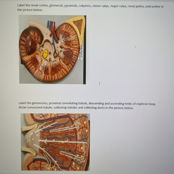 Solved Label the renal cortex, glomeruli, pyramids, columns, | Chegg.com