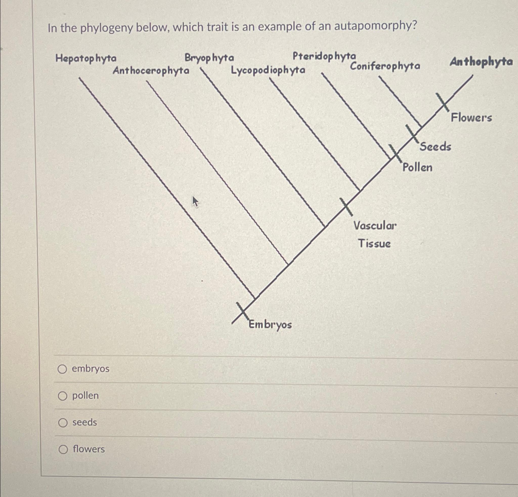 Solved In the phylogeny below, which trait is an example of | Chegg.com