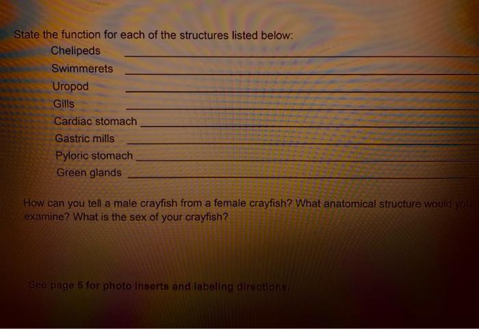 Solved 11. The swimmerets primarily function in 12. Setae | Chegg.com