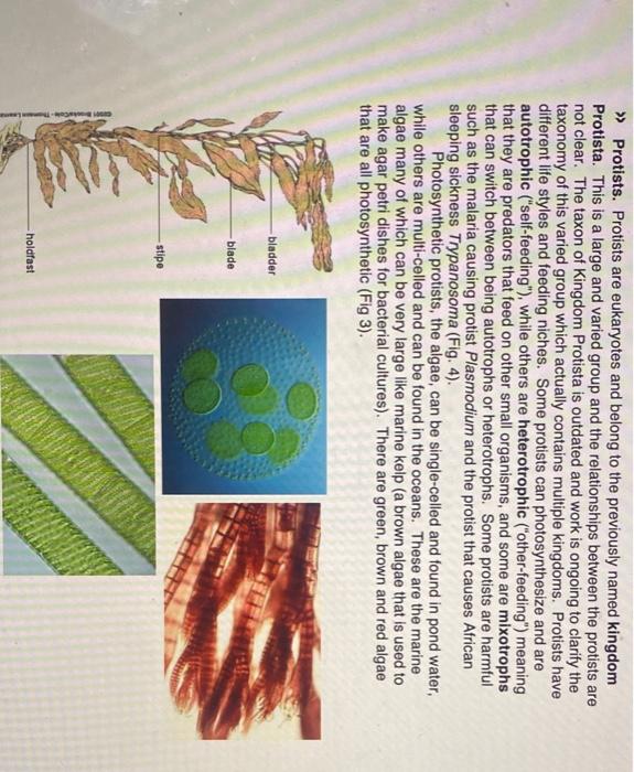 Solved 2. Protists. Examine the Lab Supplement and the | Chegg.com