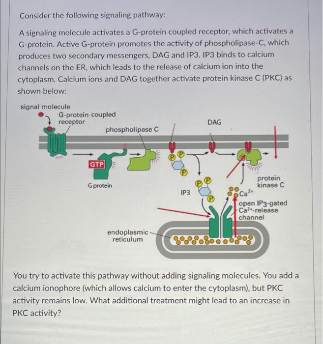 Solved Consider the following signaling pathway: A signaling | Chegg.com