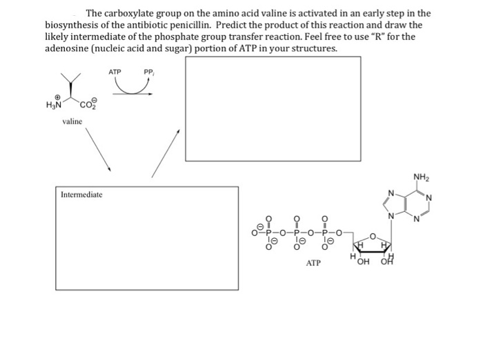 Solved The carboxylate group on the amino acid valine is | Chegg.com