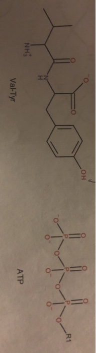 Solved Val-Tyr is a dipeptide consisting of valine and | Chegg.com