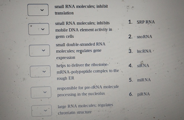 Solved small RNA molecules; inhibittranslationsmall RNA | Chegg.com