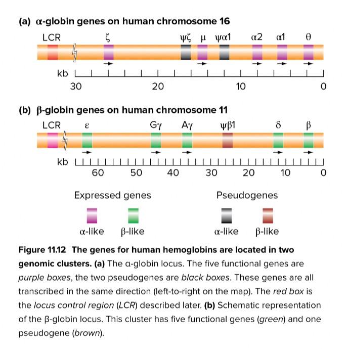 2. Chimpanzees have a set of hemoglobin genes very | Chegg.com