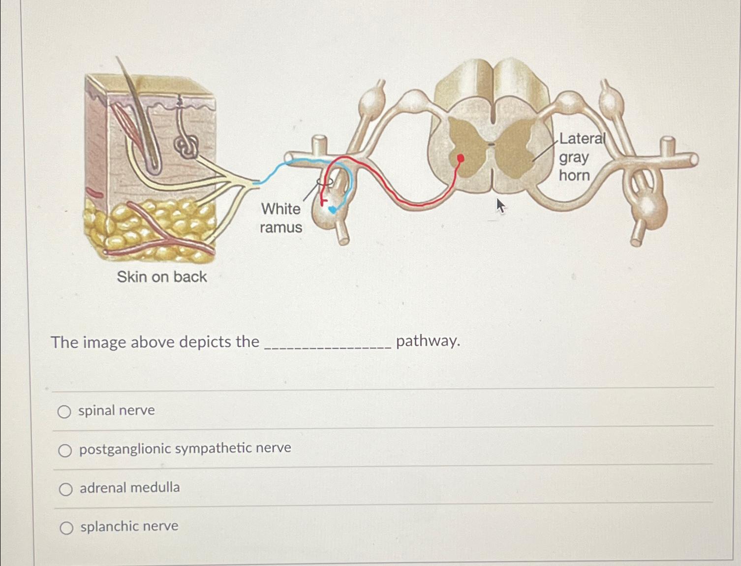 Solved The image above depicts the pathway.spinal | Chegg.com