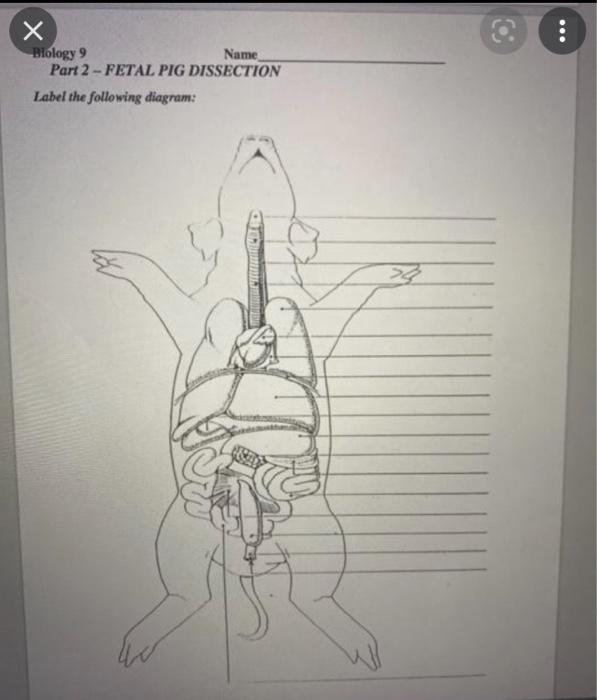 Solved Х Biology 9 Name Part 2 - FETAL PIG DISSECTION Label | Chegg.com