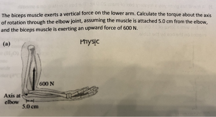 Solved The biceps muscle exerts a vertical force on the | Chegg.com