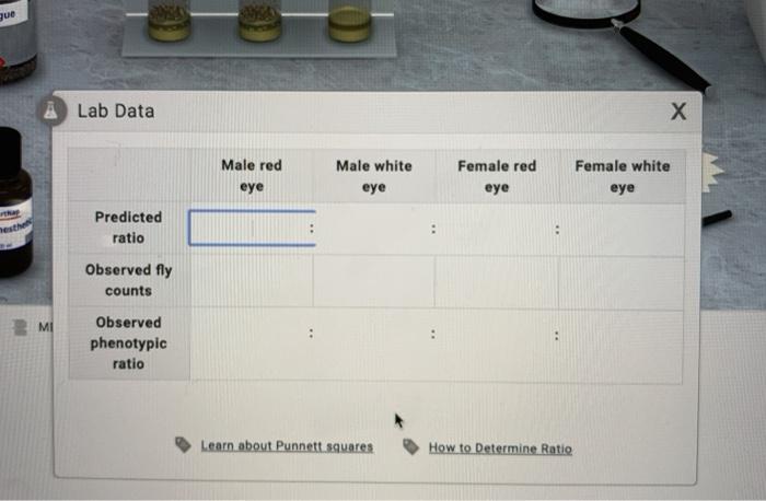 Solved que À Lab Data х Male red eye Male white eye Female | Chegg.com