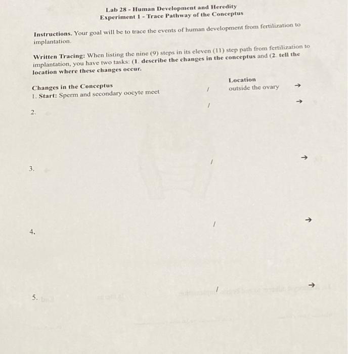 Solved Lab 28 - Human Development and Heredity Experiment 1 | Chegg.com