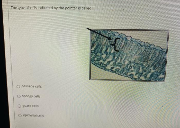 Solved The type of cells indicated by the pointer is called | Chegg.com