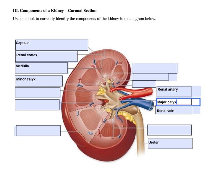 Solved III. Components of a Kidney - Coronal Section Use the | Chegg.com Solved III. Components of a Kidney - Coronal Section Use the | Chegg.com