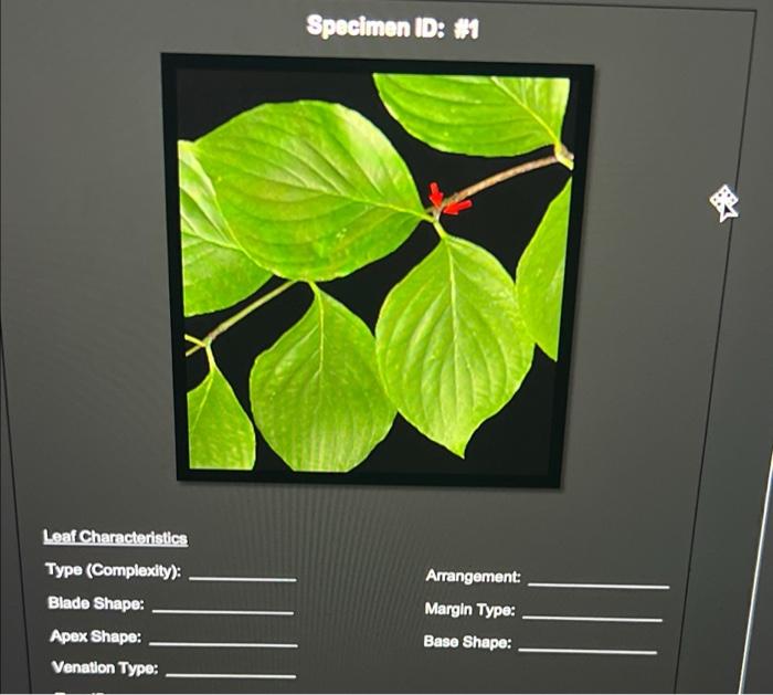 Solved Leaf Characteristics Type (Complexity): Blade Shape: | Chegg.com