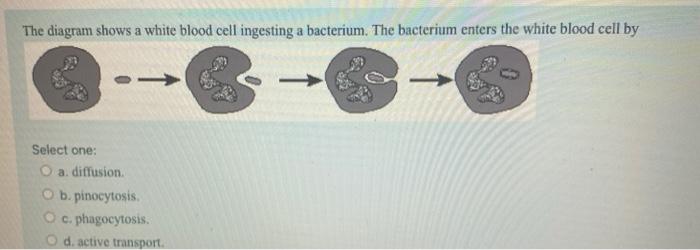 Solved The diagram shows a white blood cell ingesting a | Chegg.com
