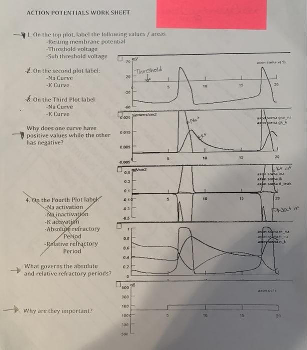 Solved ACTION POTENTIALS WORK SHEET 1. On the top plot label | Chegg.com