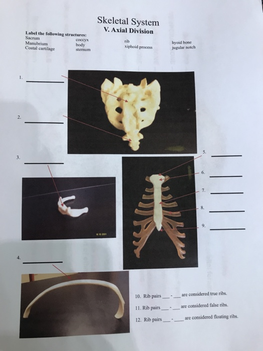Solved Skeletal System V. Axial Division Label the following | Chegg.com