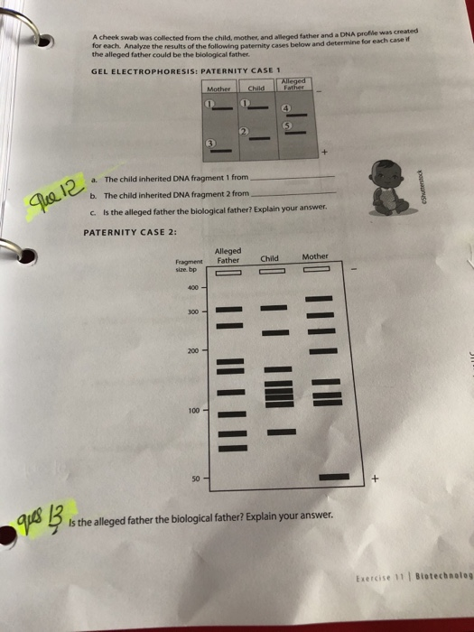 Solved o len the fragments SOGEL ELECTROPHORESIS The DNA | Chegg.com