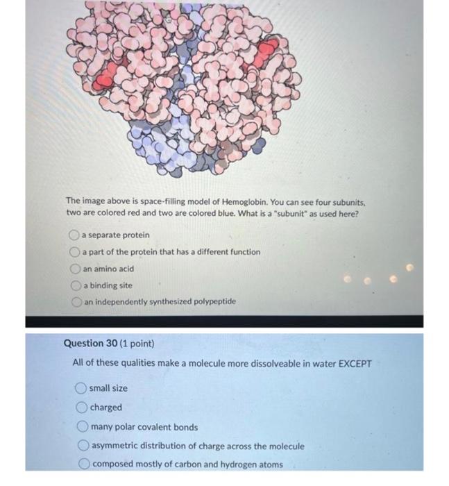 Solved The image above is space-filling model of Hemoglobin. | Chegg.com