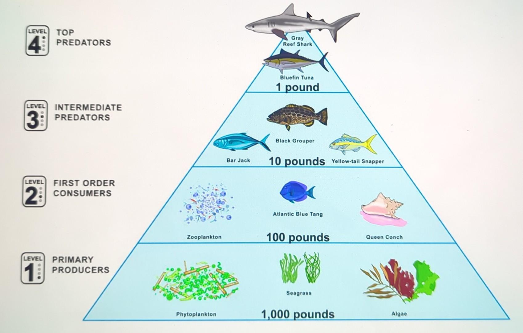 Solved which of the following make in this good chain would | Chegg.com
