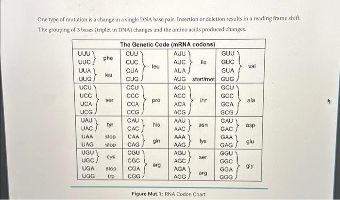 Solved 8. 3 possible base pair changes First changed base | Chegg.com