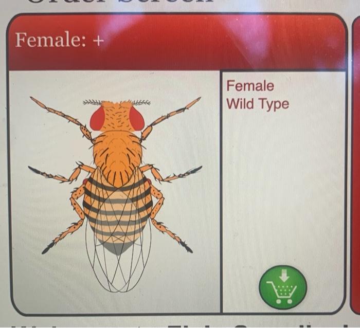 Solved Female: + Female Wild Type -- Male: BL Male Black | Chegg.com