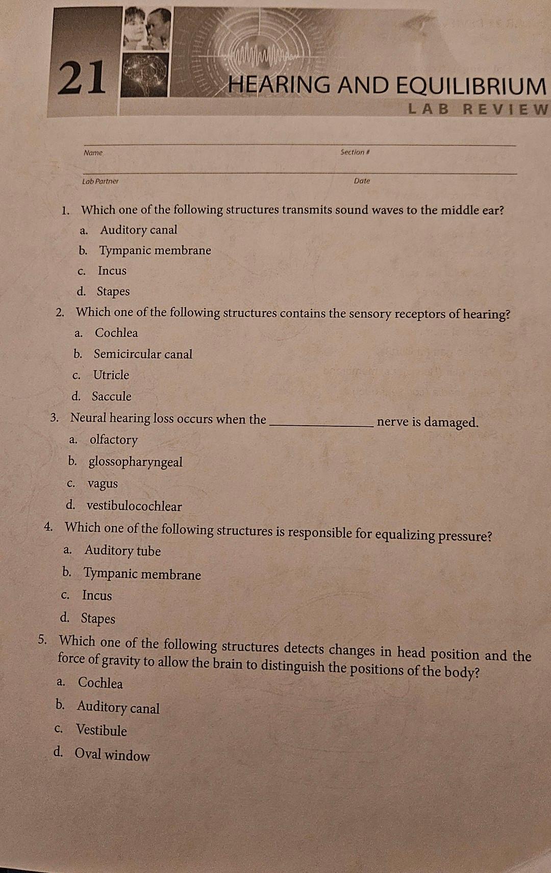 Solved Identify the following structures: auricle incus | Chegg.com
