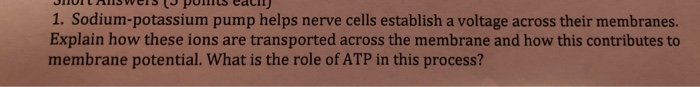 Solved HUIUU PUIS Cali) 1. Sodium-potassium pump helps nerve | Chegg.com