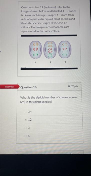 Solved Questions 16 - 19 (inclusive) refer to the images | Chegg.com