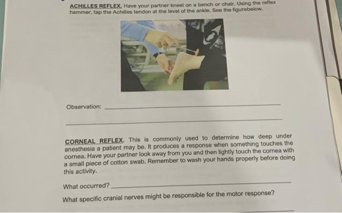 Solved ACHILLES REFLEX, Have your partner kneel on a bench | Chegg.com