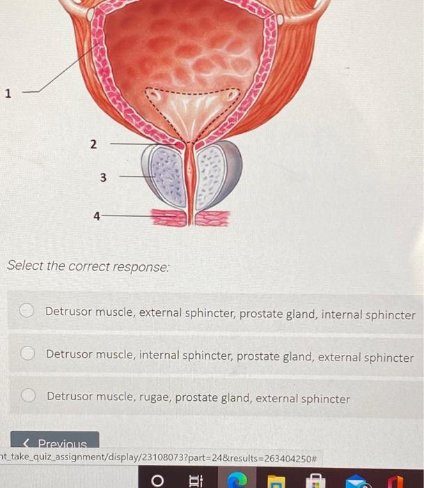 Solved 1 2 3 4 Select the correct response: Detrusor muscle, | Chegg.com