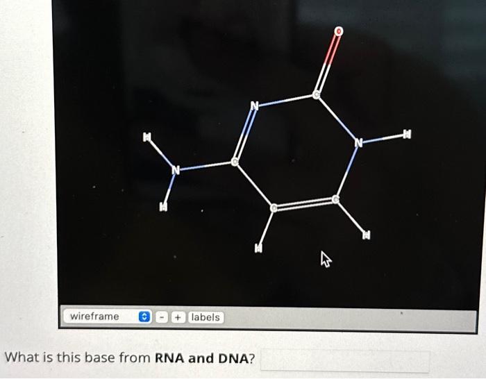 Solved What is this base from RNA and DNA? | Chegg.com