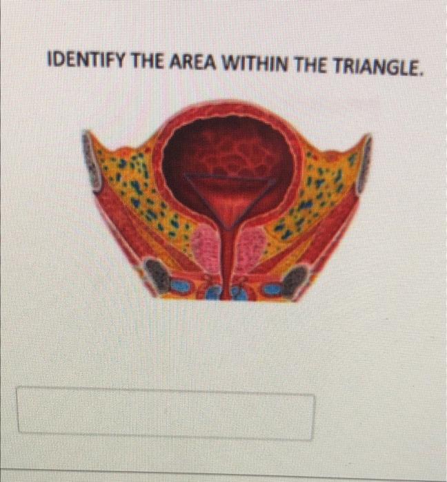 Solved IDENTIFY THE POINTED STRUCTURE. Thin ascending limb | Chegg.com
