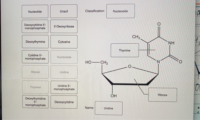 Solved Nucleotide Uracil Classification: Nucleoside | Chegg.com